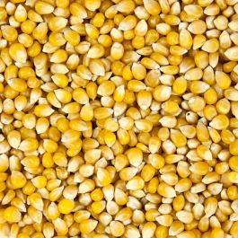 Popping Corn 500g & 1kg | Treats & Snacks | Grape Tree